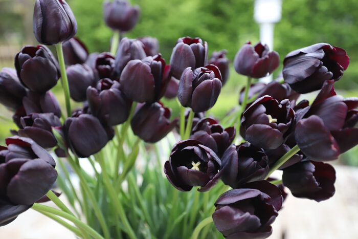 Five Unusual Bulbs to Order Now and Plant in Fall - Fine Gardening