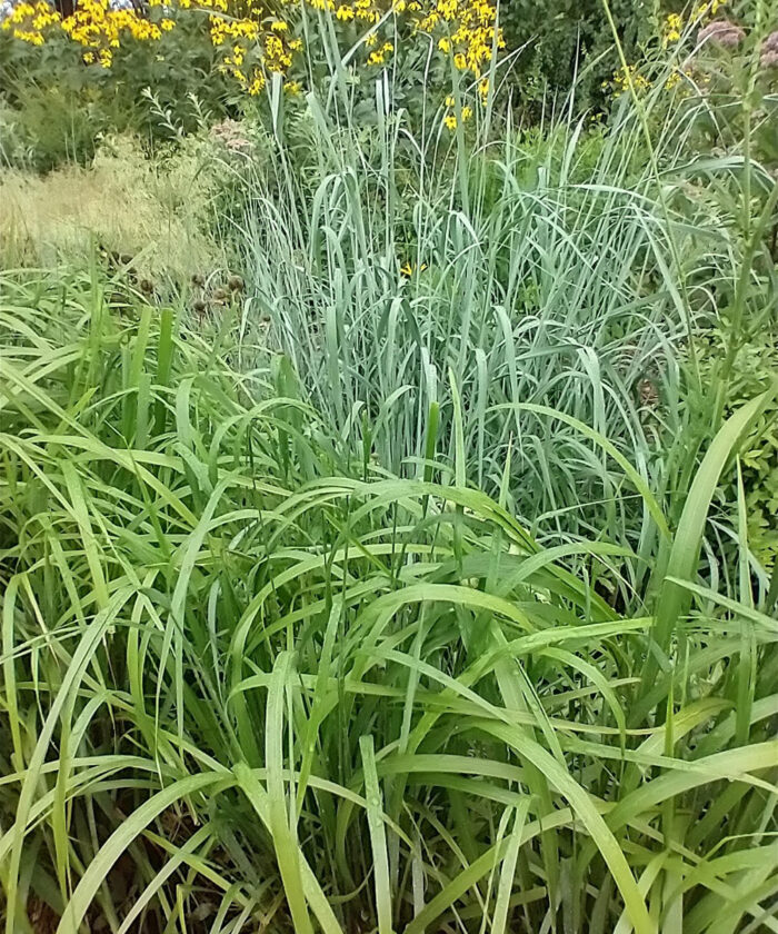 Warm-Season Ornamental Grasses for Mid-Atlantic Gardens - Fine Gardening