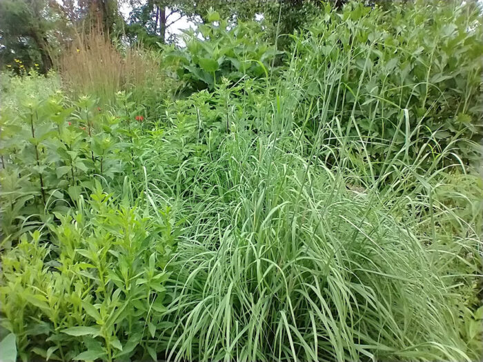 Warm-Season Ornamental Grasses for Mid-Atlantic Gardens - Fine Gardening