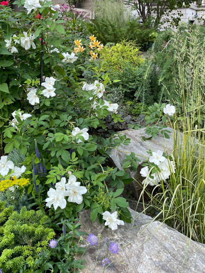 Linda’s Calgary Garden - Fine Gardening
