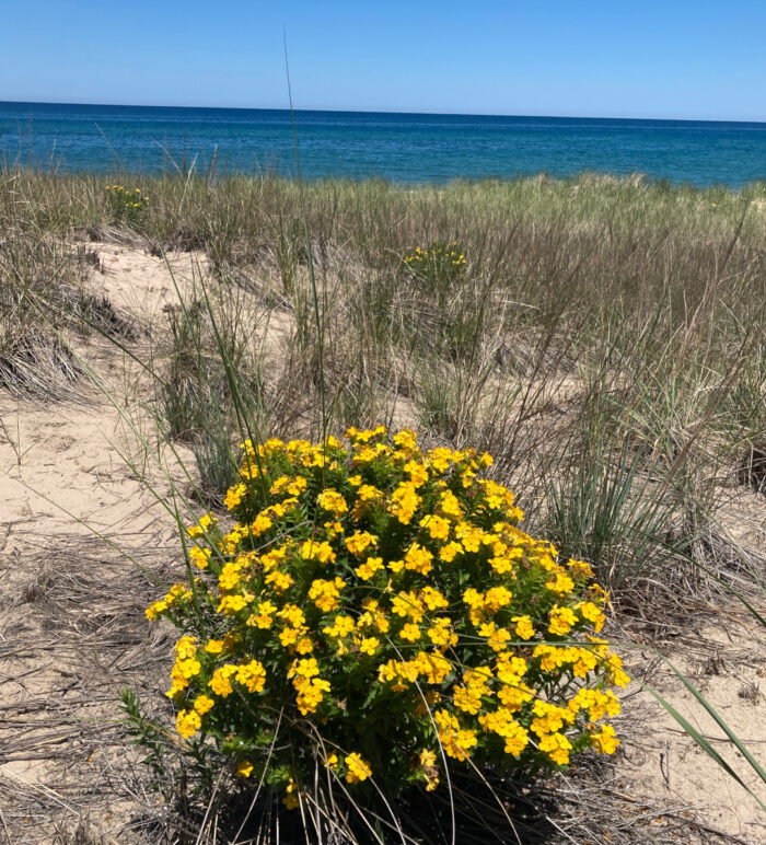 Wildflowers of the Indiana Dunes - Fine Gardening
