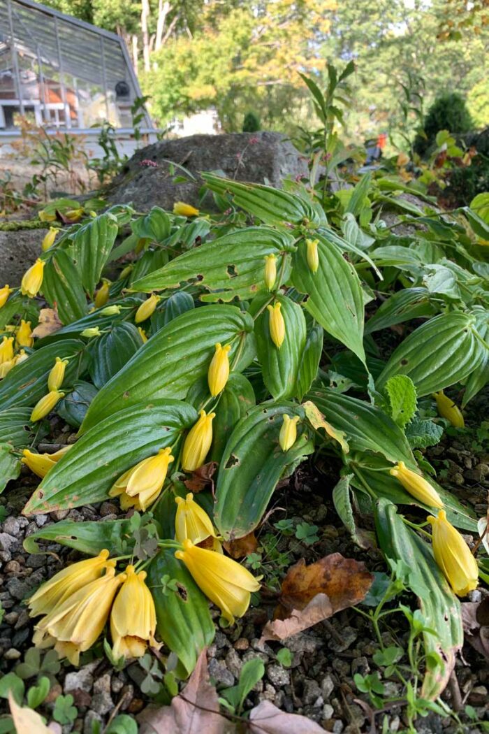 Episode 118: Unusual Autumn Perennials - Fine Gardening