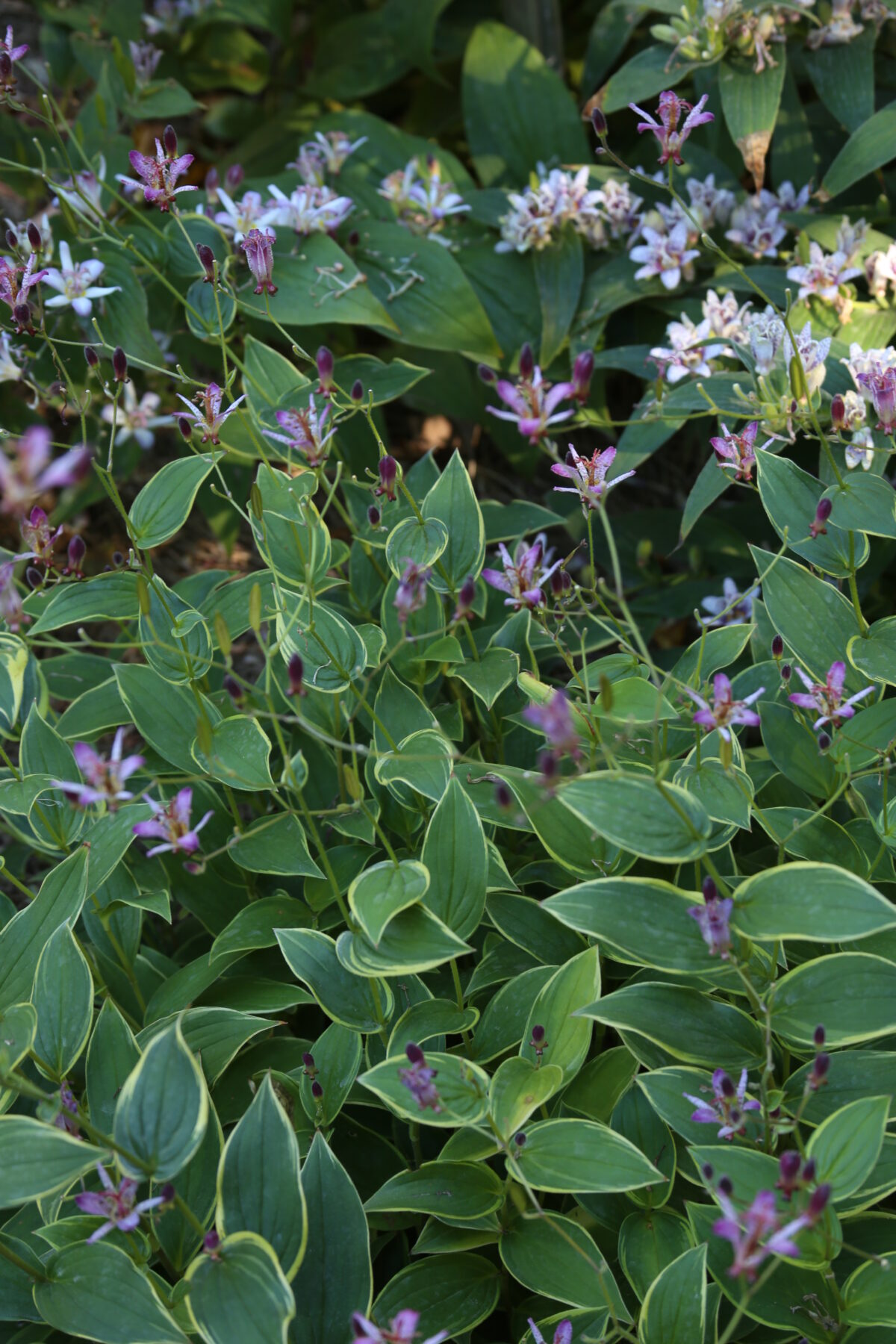 Episode 118: Unusual Autumn Perennials - Fine Gardening