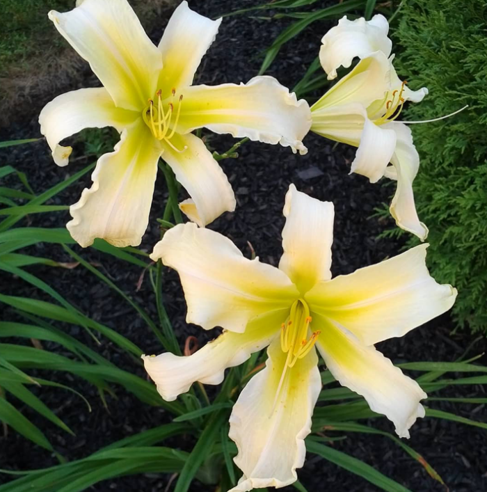 Joanne’s Nova Scotia Garden - Fine Gardening