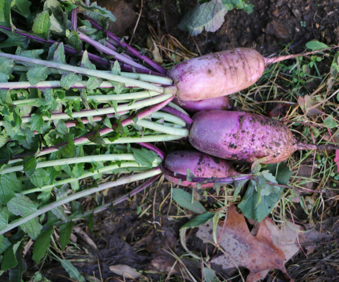 3 Easy-to-Grow Fall Crops for the Southeast - Fine Gardening