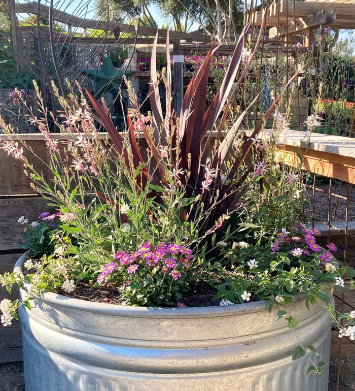 6 Great Ornamental Grasses for Northern California - Fine Gardening