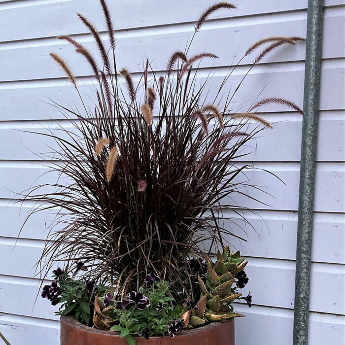 6 Great Ornamental Grasses for Northern California - Fine Gardening