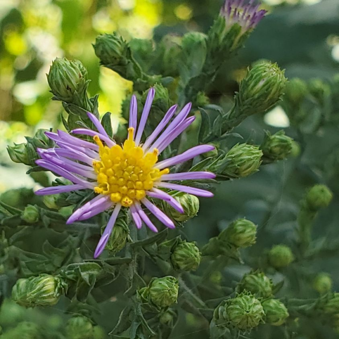 Virginia’s Mostly Native Garden - Fine Gardening