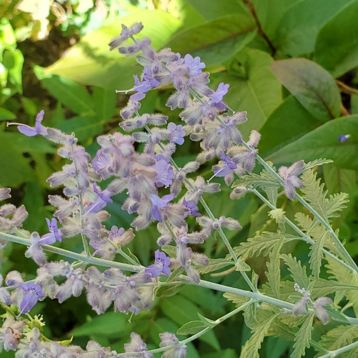 Virginia’s Mostly Native Garden - Fine Gardening