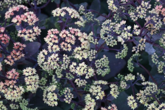 Episode 119: Favorite Sedums - Fine Gardening