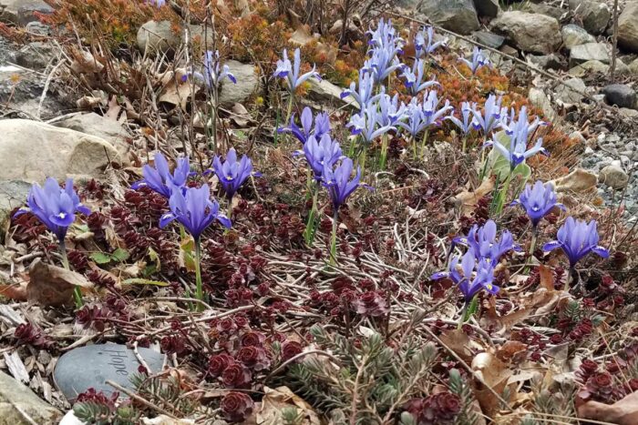 Episode 119: Favorite Sedums - Fine Gardening