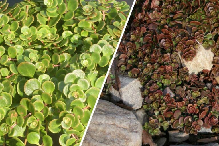 Episode 119: Favorite Sedums - Fine Gardening