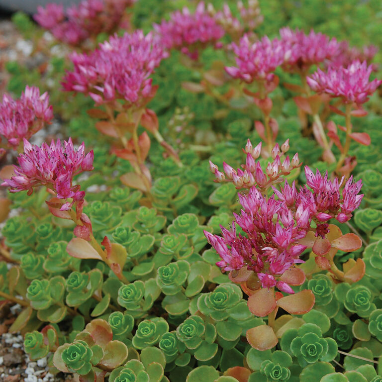 10 Stunning Sedums for Dry, Sunny Areas of the Garden - Fine Gardening