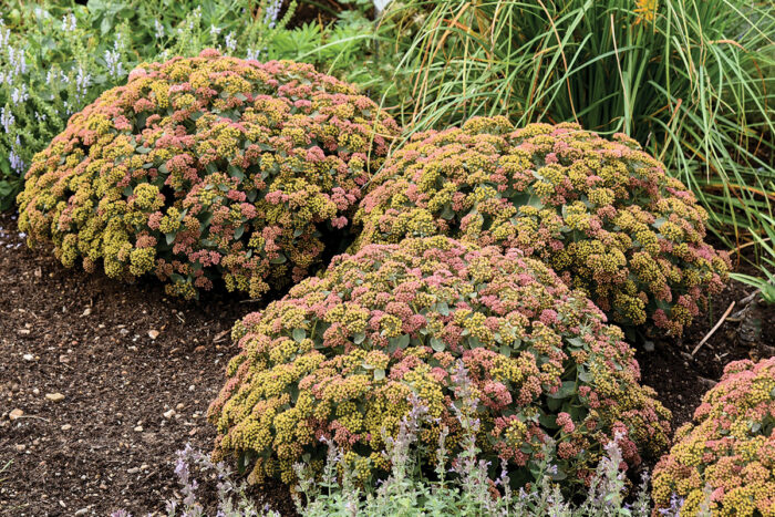 10 Stunning Sedums for Dry, Sunny Areas of the Garden - Fine Gardening