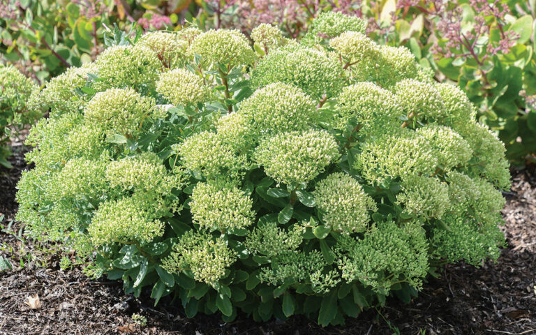 10 Stunning Sedums for Dry, Sunny Areas of the Garden - Fine Gardening