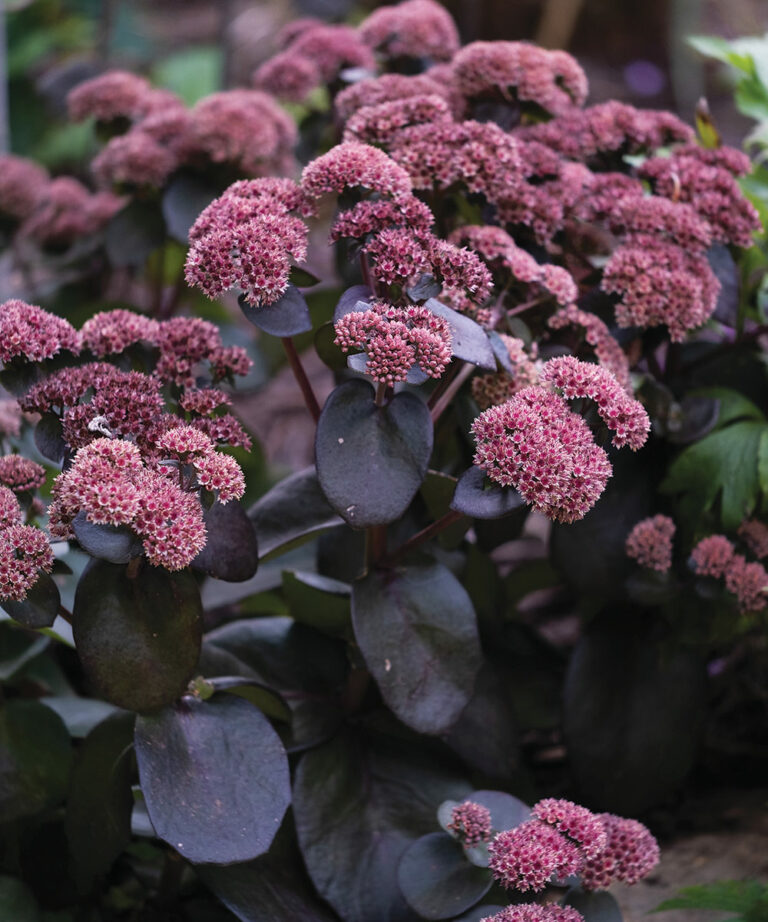 Sedums With Far-Out Foliage - Fine Gardening