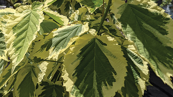 A Dwarf Fig Tree Fit for Pots, Patios, and Small Gardens - Fine Gardening