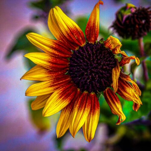 A Photographer’s View of Flowers - Fine Gardening