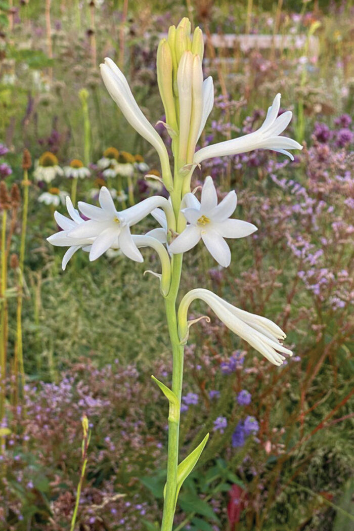 3 Steps to Get a Garden That Fills In Fast - Fine Gardening