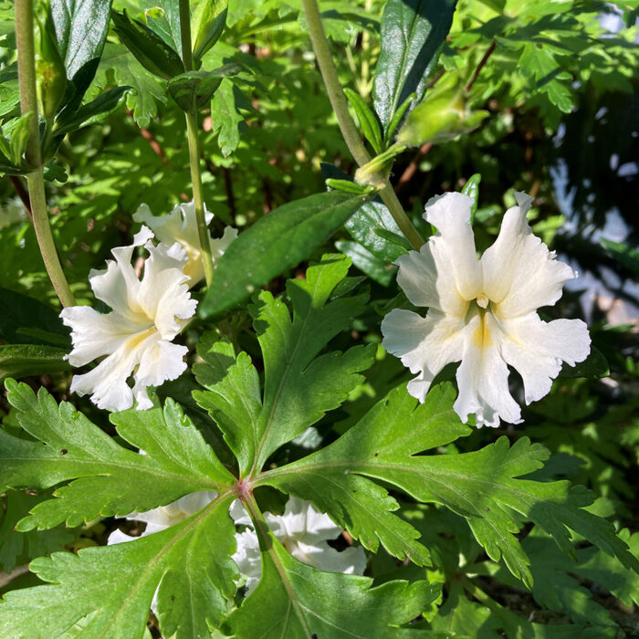 California Native Shrubs to Plant in Fall - Fine Gardening