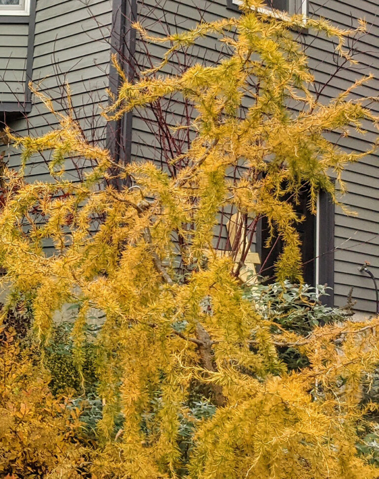 Plant These Trees for the Best Fall Color - Fine Gardening