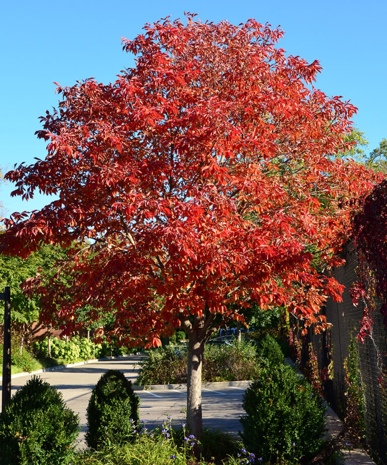 Plant These Trees for the Best Fall Color - Fine Gardening