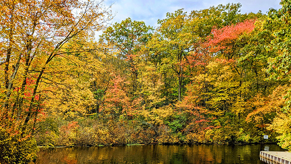 Trees With Great Fall Color for the Northwest - Fine Gardening