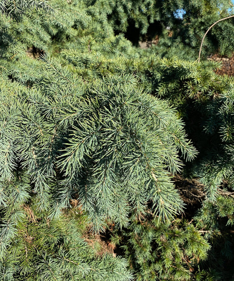 Two Dwarf Deodar Cedars for Year-Round Color - Fine Gardening