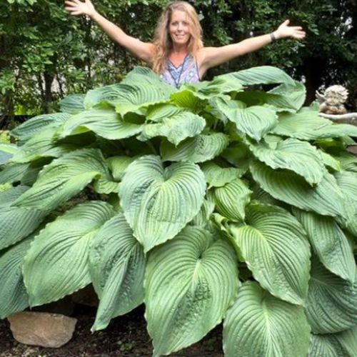 A Hosta Lover’s Garden - Fine Gardening