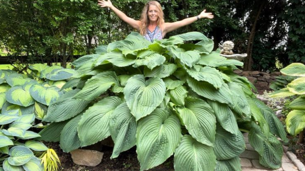 10 of Our Favorite Showstopping Hosta Varieties - Fine Gardening