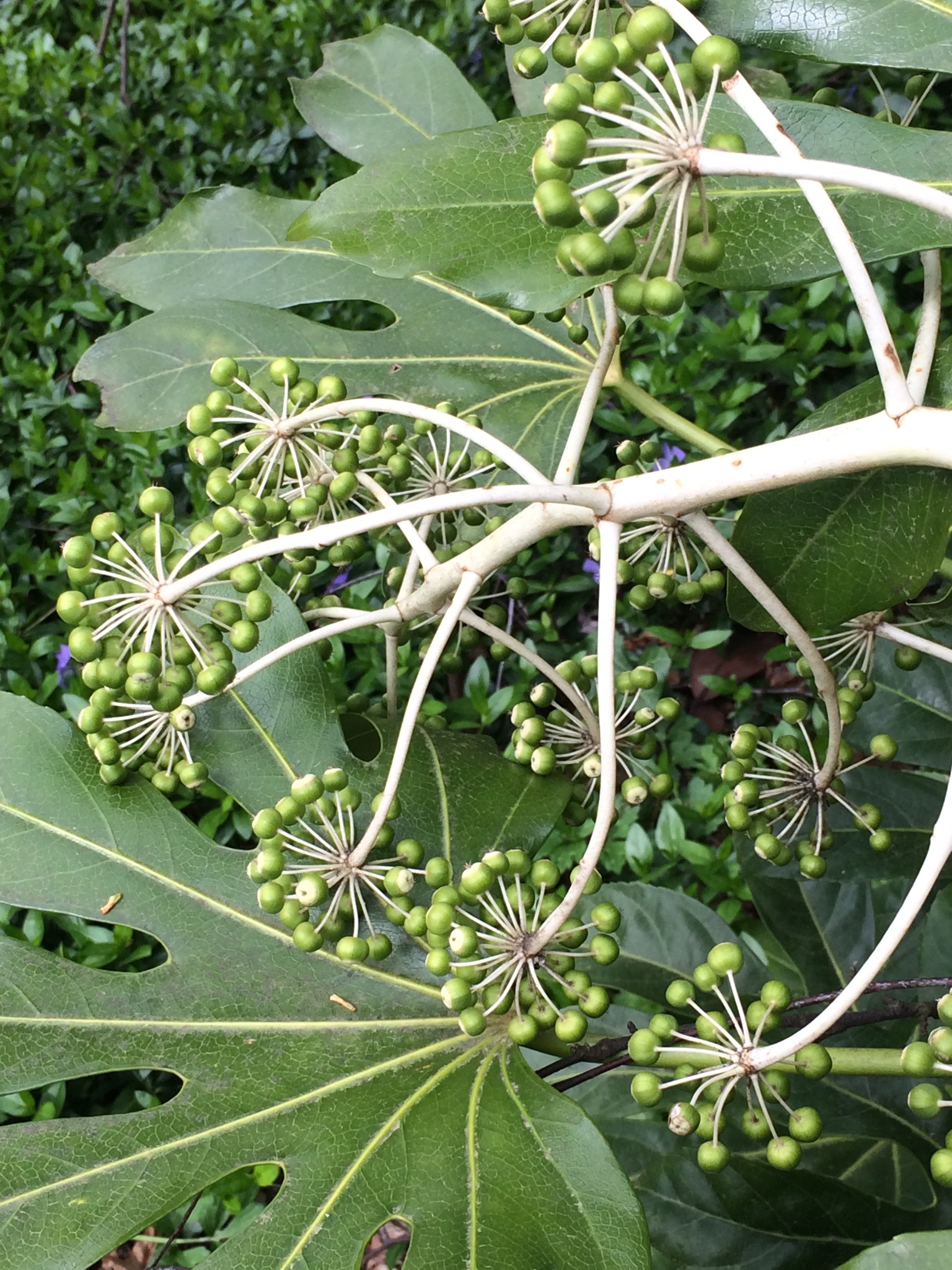 Laura’s Seattle Garden - Fine Gardening