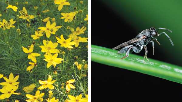 Native Alternatives to Invasive Plants in the Southeast - Fine Gardening