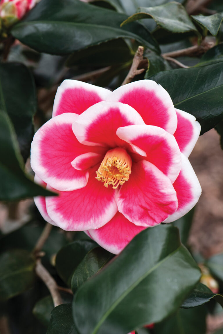 Interesting Broadleaf Evergreens for the Southern Plains - Fine Gardening