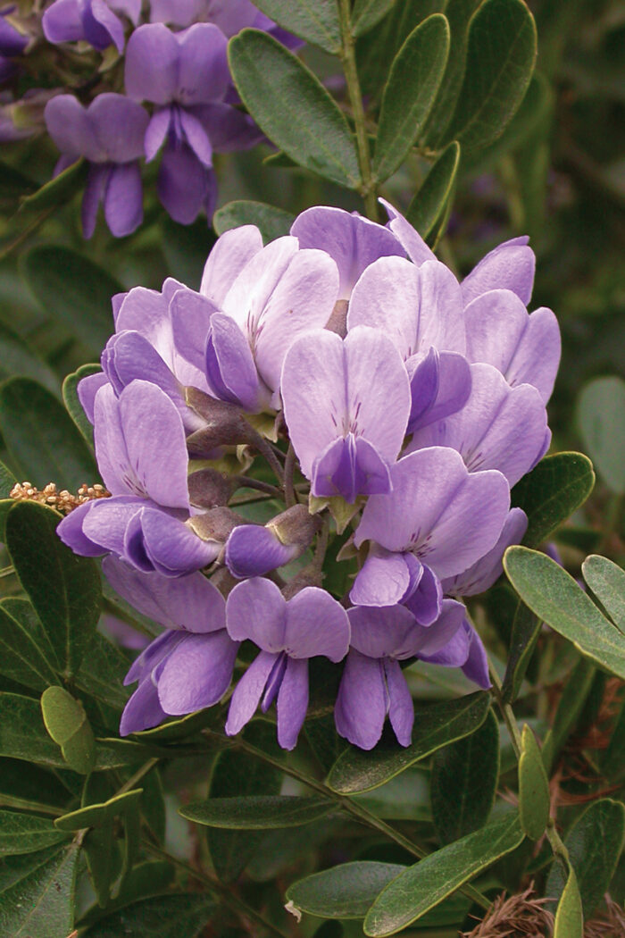 Interesting Broadleaf Evergreens for the Southern Plains - Fine Gardening