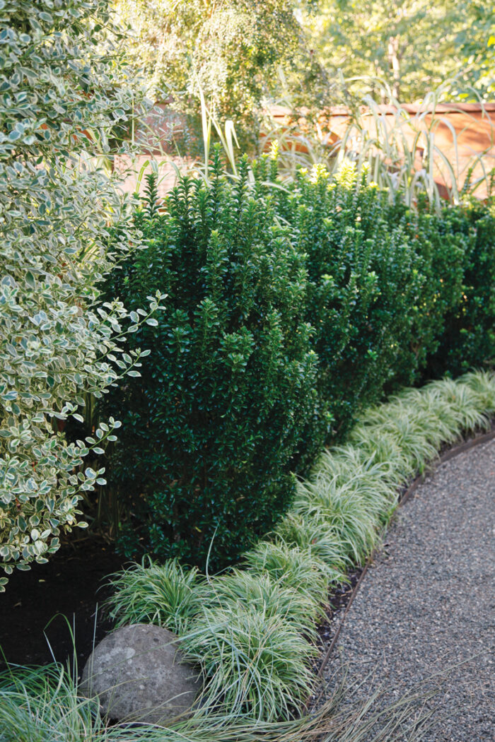 Interesting Broadleaf Evergreens for the Midwest - Fine Gardening