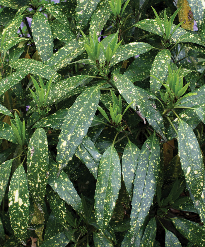 Interesting Broadleaf Evergreens for the South - Fine Gardening