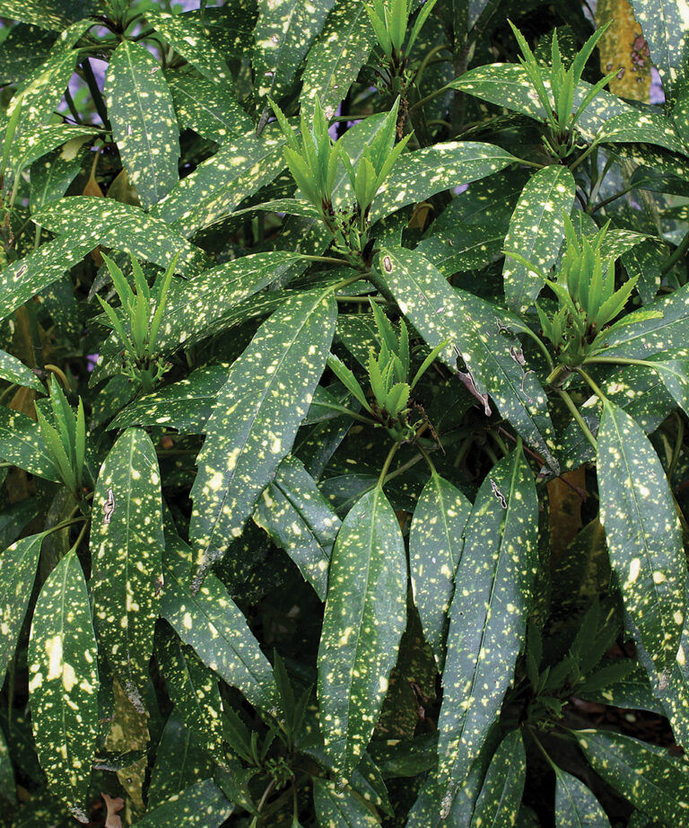 Interesting Broadleaf Evergreens for the South - Fine Gardening