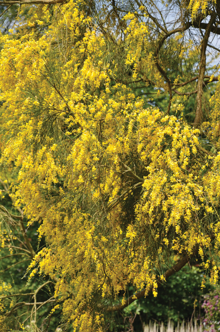 Interesting Broadleaf Evergreens for the Northwest - Fine Gardening