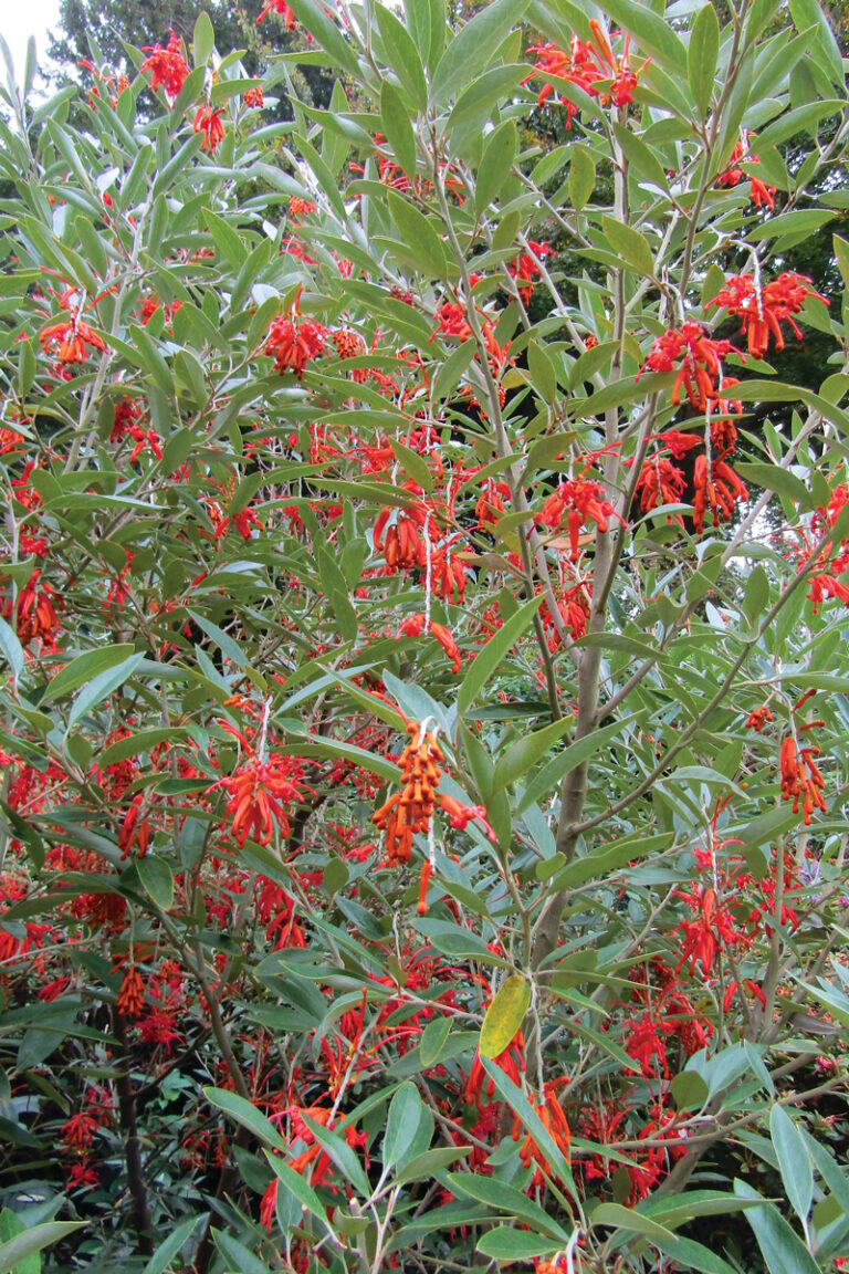 Interesting Broadleaf Evergreens for the Northwest - Fine Gardening