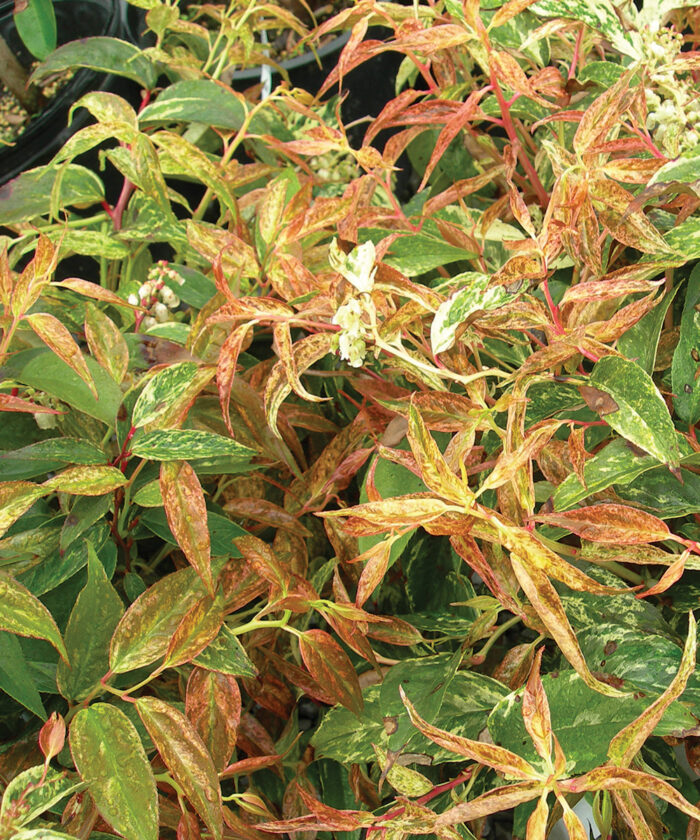 Interesting Broadleaf Evergreens for the Mid-Atlantic - Fine Gardening