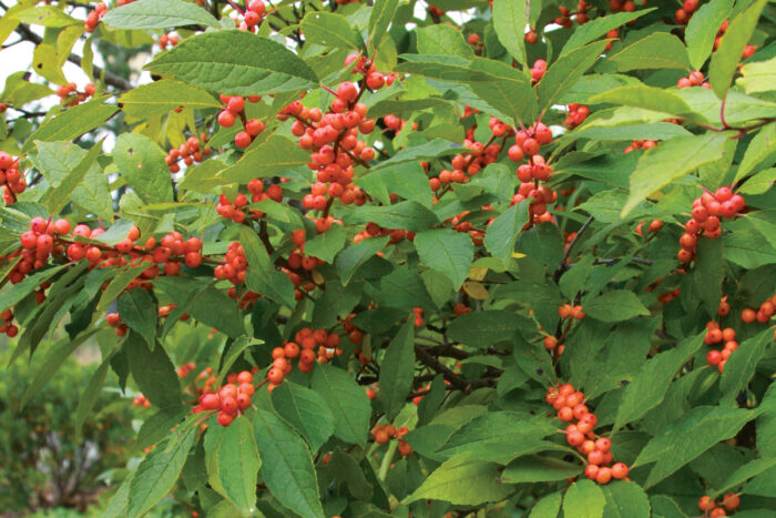 10 Uncommon Holly, Winterberry, and Inkberry Varieties to Spark Winter Garden Interest - Fine ...