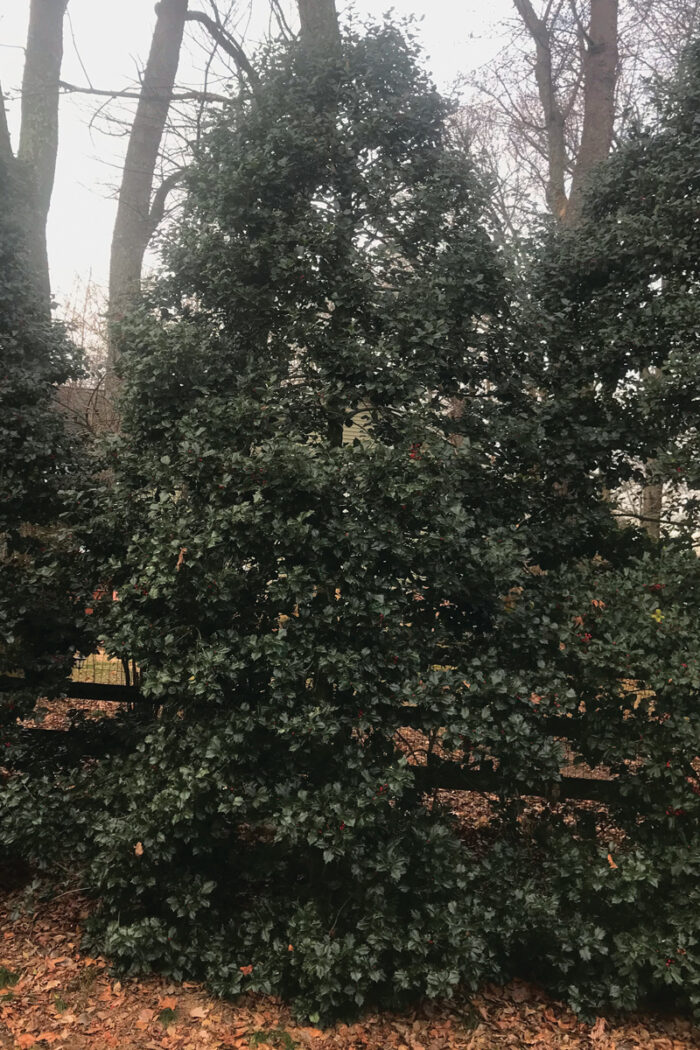 10 Uncommon Holly, Winterberry, and Inkberry Varieties to Spark Winter ...