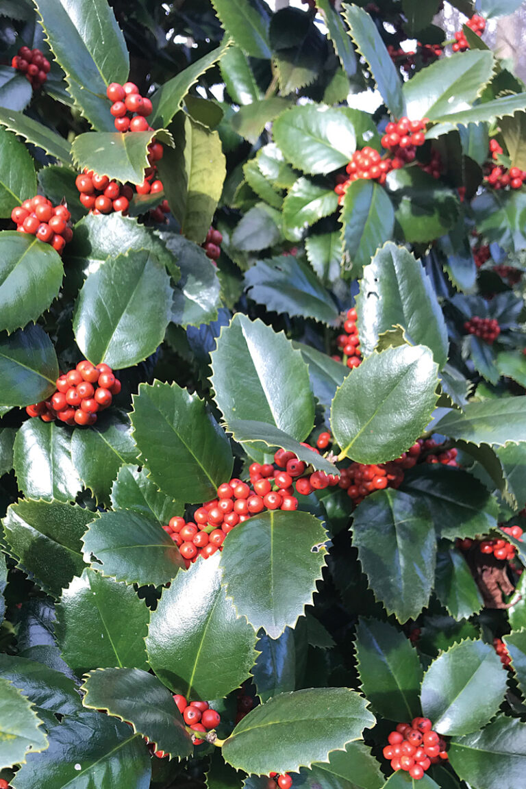10 Uncommon Holly, Winterberry, and Inkberry Varieties to Spark Winter ...