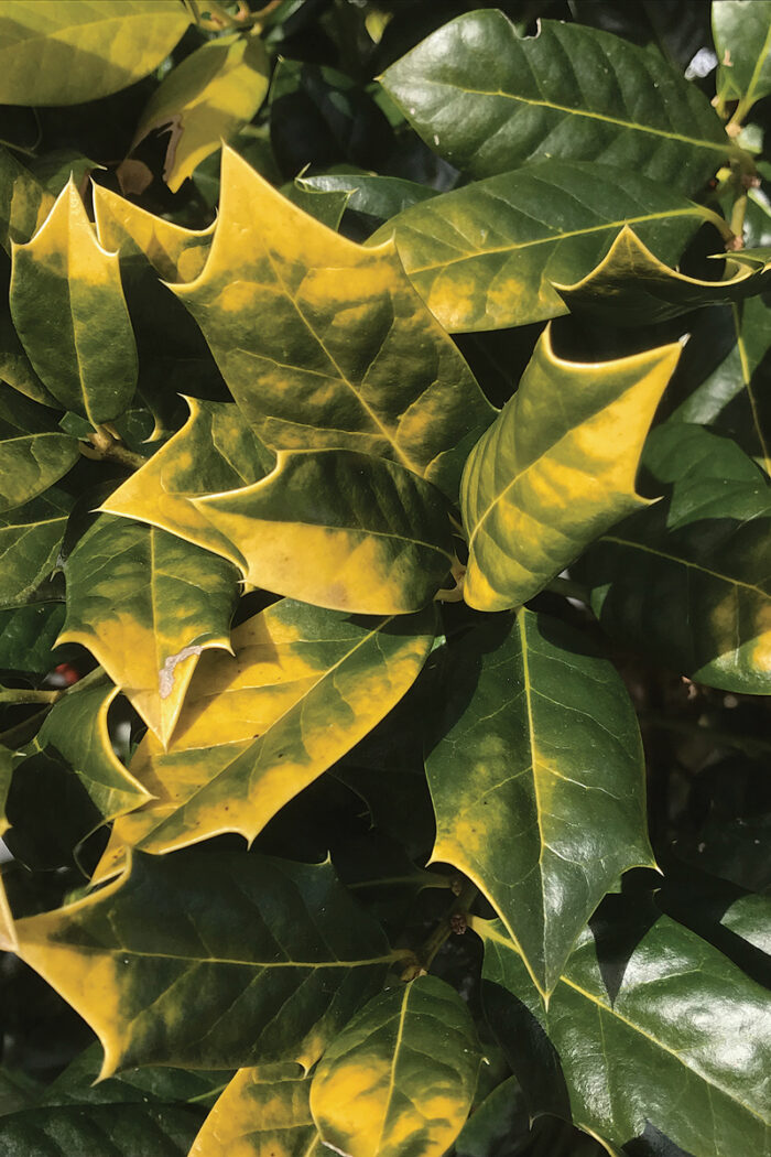 10 Uncommon Holly, Winterberry, and Inkberry Varieties to Spark Winter ...