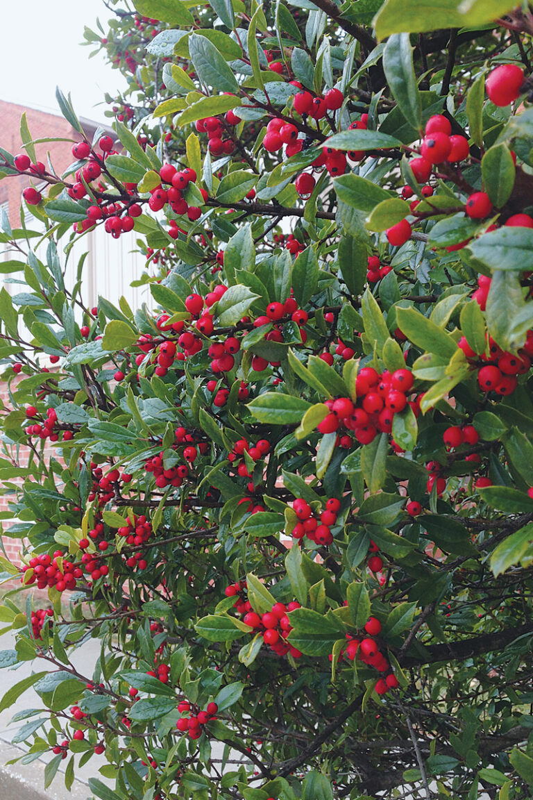 10 Uncommon Holly, Winterberry, and Inkberry Varieties to Spark Winter ...