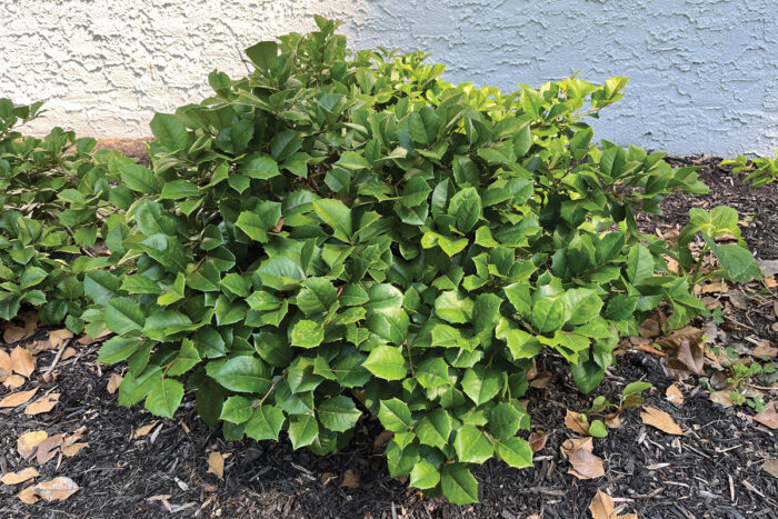 10 Uncommon Holly, Winterberry, and Inkberry Varieties to Spark Winter ...