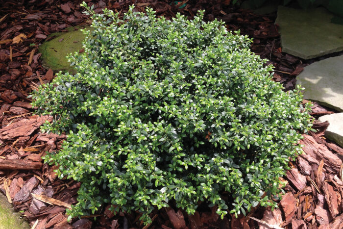 10 Uncommon Holly, Winterberry, and Inkberry Varieties to Spark Winter ...