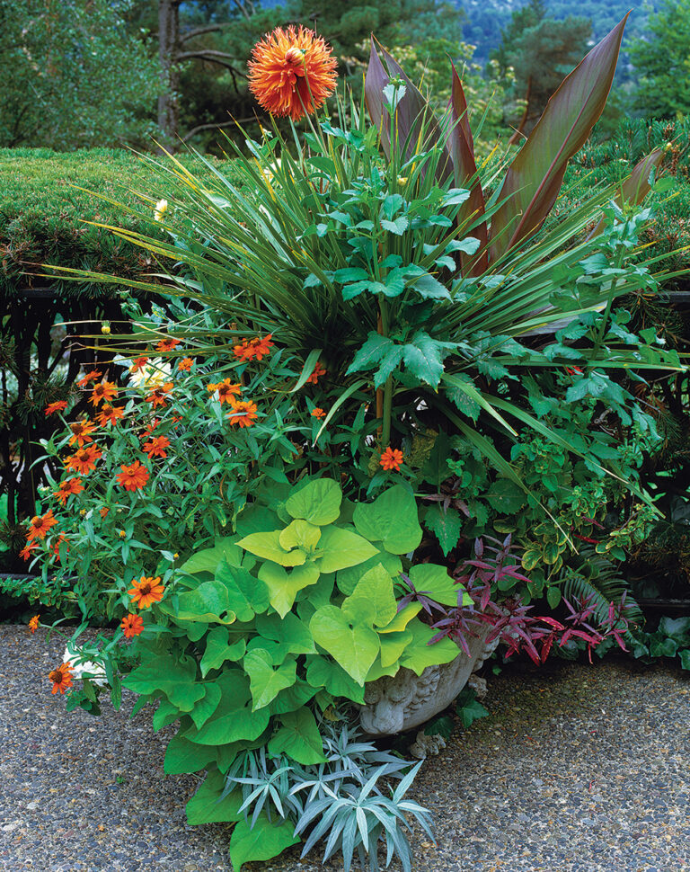 Planting a Pot with Lots of Plants - Fine Gardening