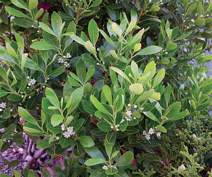 10 Uncommon Holly, Winterberry, and Inkberry Varieties to Spark Winter ...