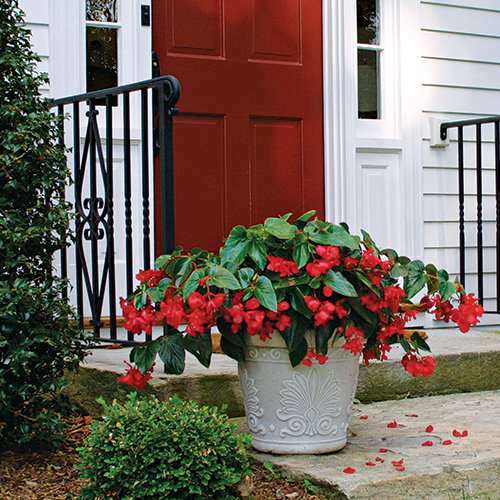 Planting a Pot with Only One Plant - Fine Gardening